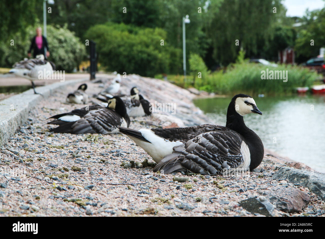 The canadian goose on the bank of the lake in Helsinki. It is calm and ...