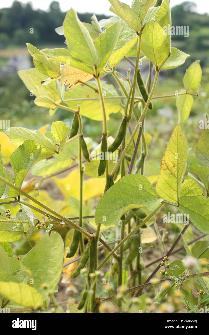Soybean plant hi-res stock photography and images - Alamy