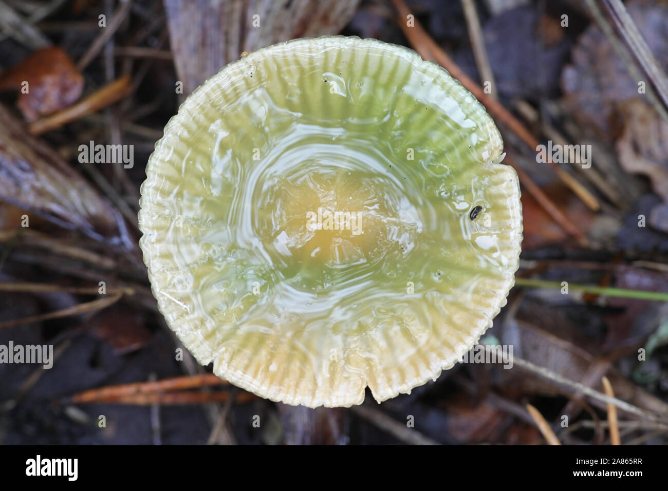 Gliophorus psittacinus, known as the Parrot Toadstool or Parrot Waxcap ...