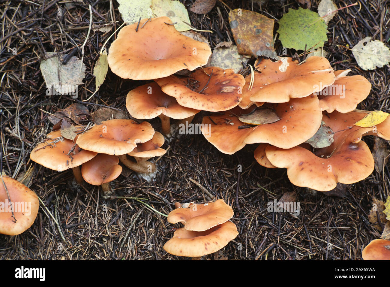 Clitocybe inversa hi-res stock photography and images - Alamy