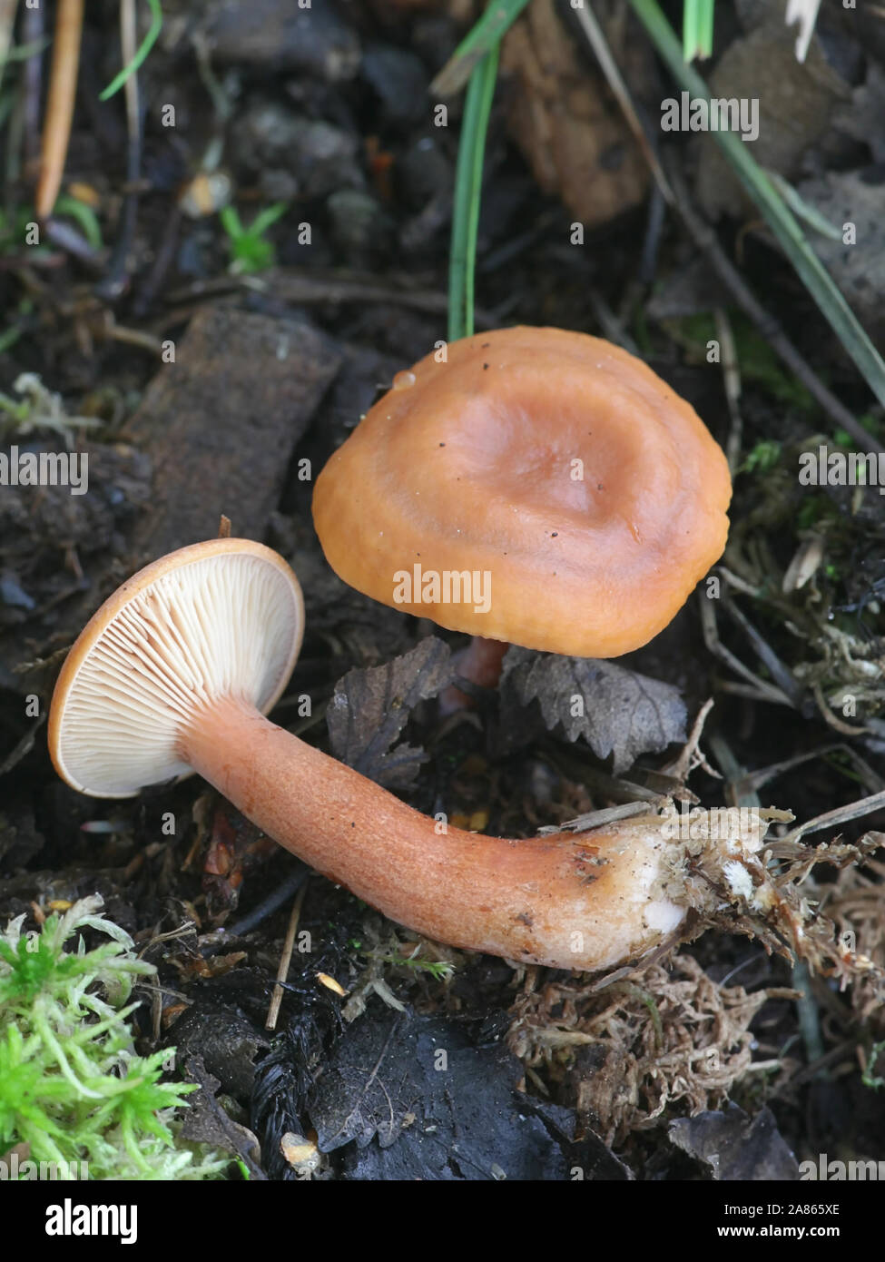 Milky latex hi-res stock photography and images - Alamy