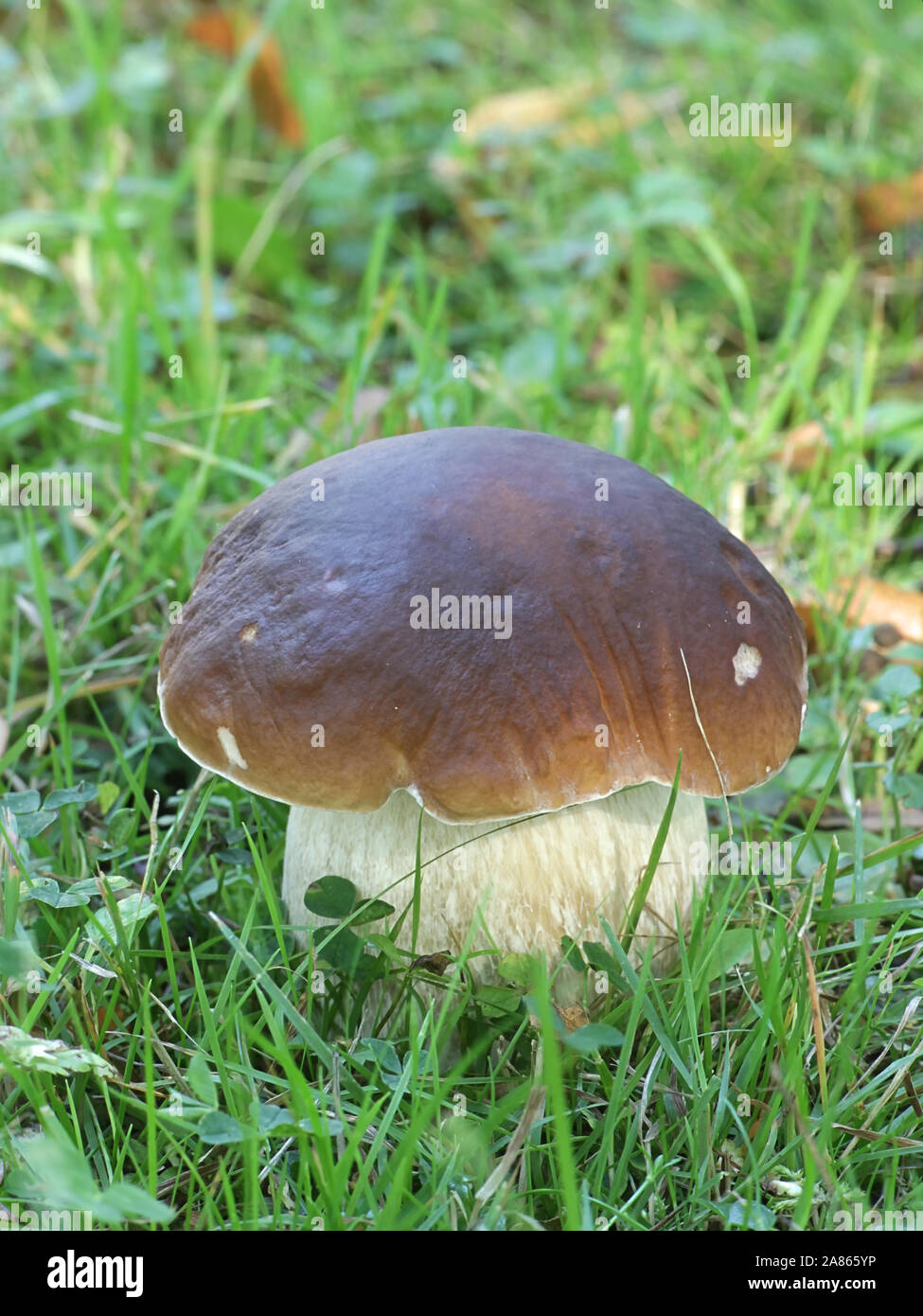 Boletus reticulatus (formerly Boletus aestivalis), known as the Summer ...