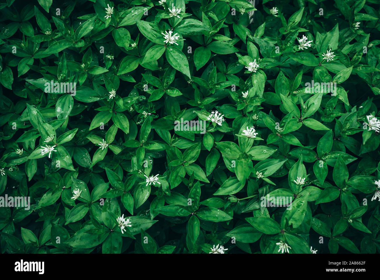 Nature background. green leaves. abstract green leaf Stock Photo - Alamy