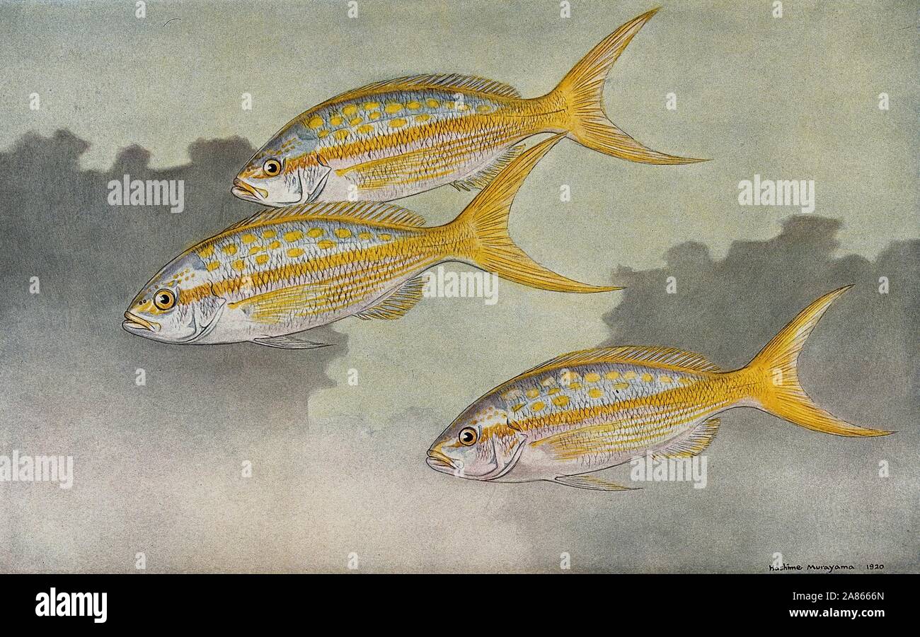 Yellow fish painting hi-res stock photography and images - Alamy