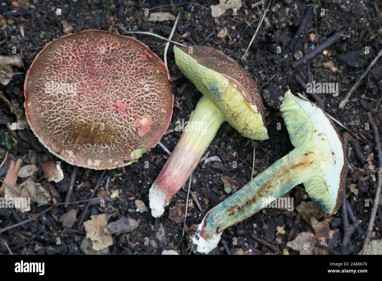 Xerocomellus cisalpinus, formerly considered a form of Xerocomellus ...