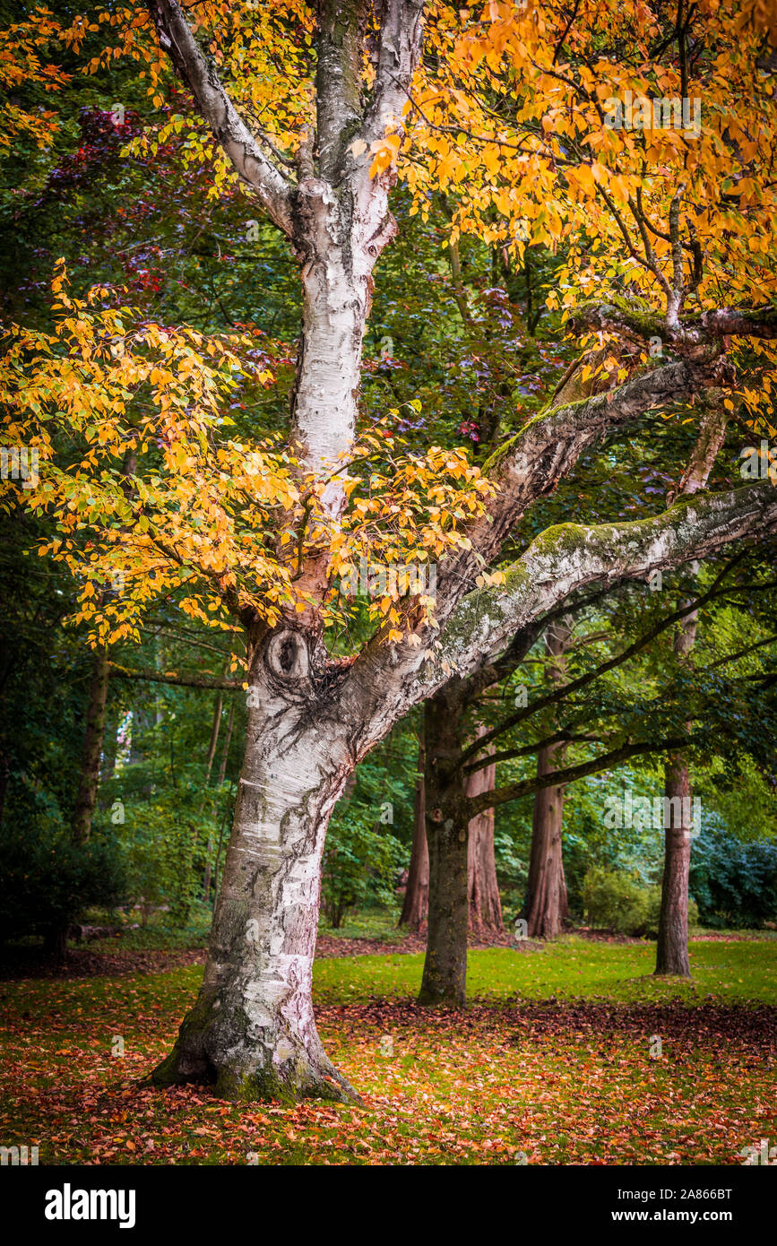 Autumn landscape beautiful colored trees Stock Photo - Alamy