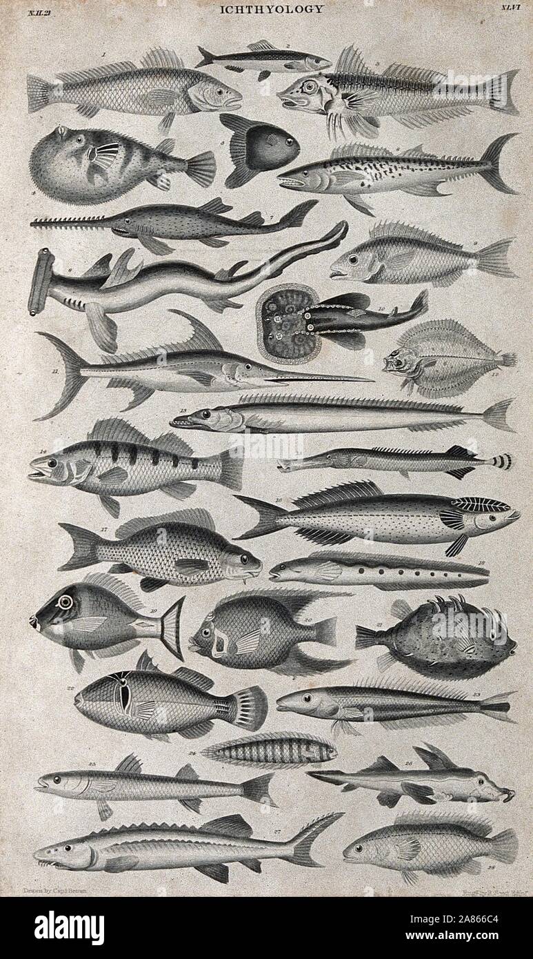 Types of fish hi-res stock photography and images - Alamy