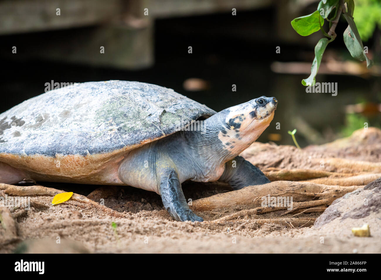 Flatback turtle hi-res stock photography and images - Alamy