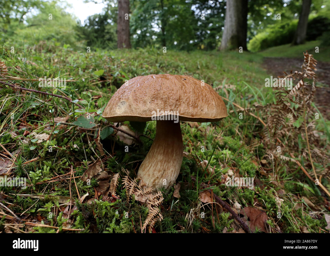 Mushroom bloom hi-res stock photography and images - Alamy