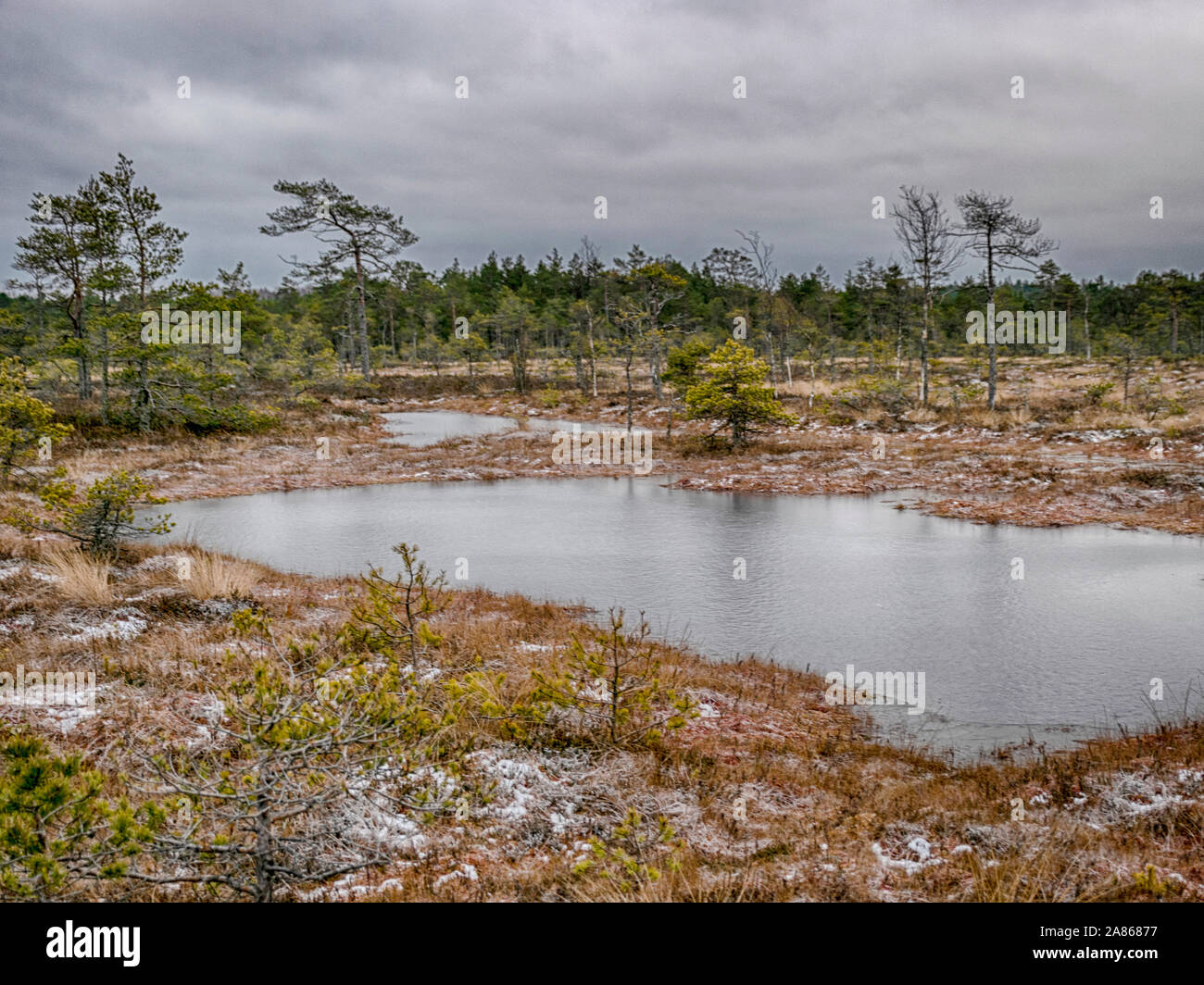 winter landscape with snow covered pine trees and swamp lakes Stock ...
