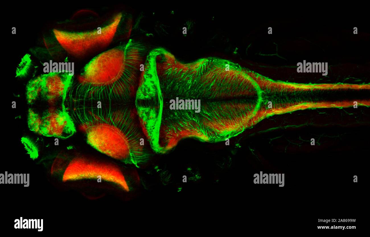 Fish embryo development hi-res stock photography and images - Alamy