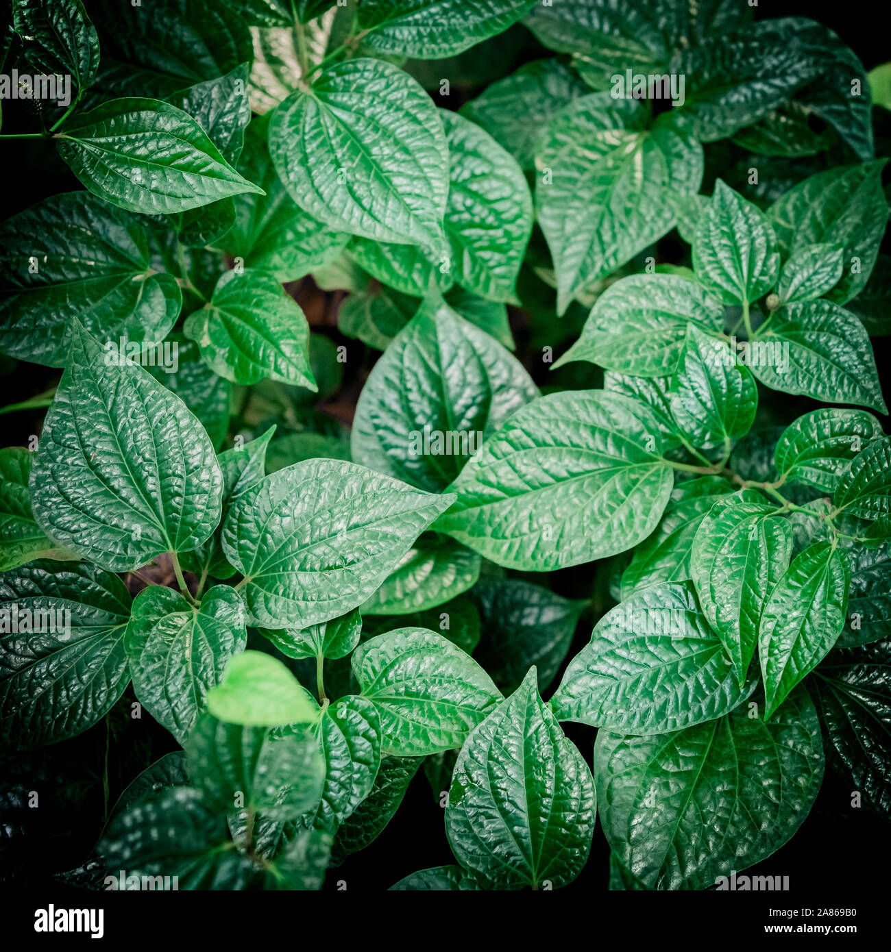 Rainforest with flowers and plants. Green leaves Stock Photo - Alamy