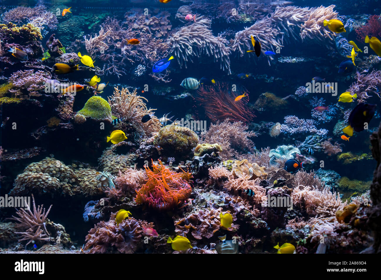 Underwater Scene With Coral Reef And Tropical Fish Stock Photo - Alamy