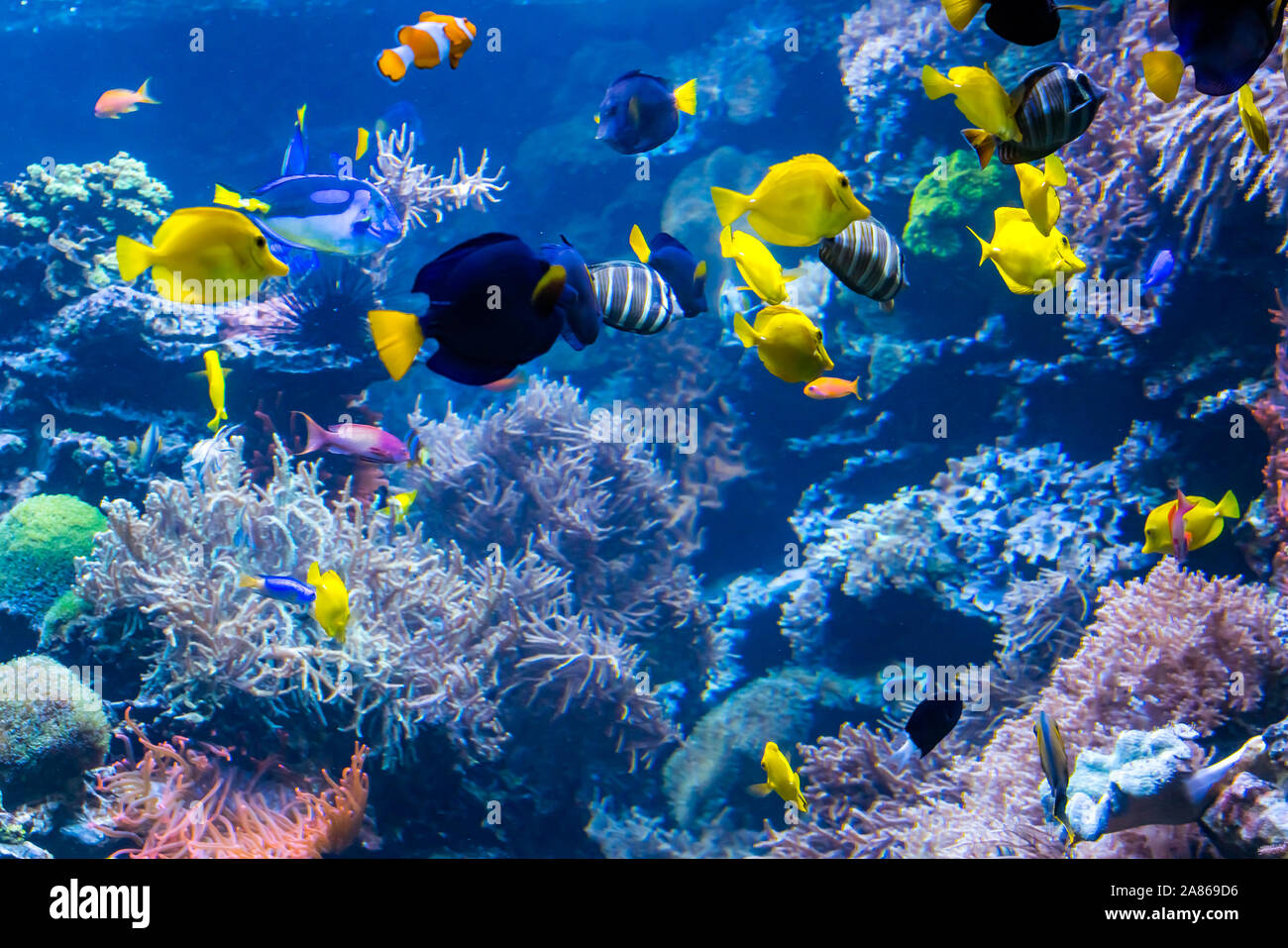 Tropical Underwater Scenery