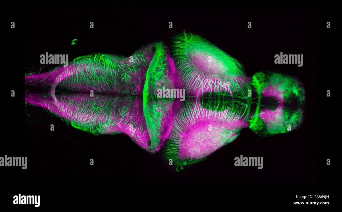 Fish embryo development hi-res stock photography and images - Alamy