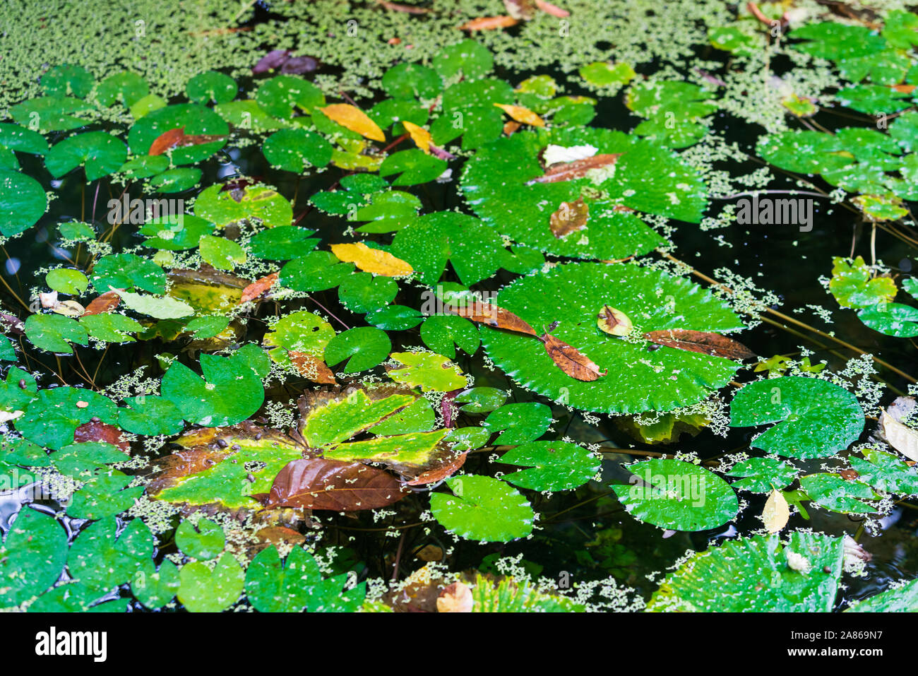 Swamp covered in green plants. Swamp grass Stock Photo - Alamy
