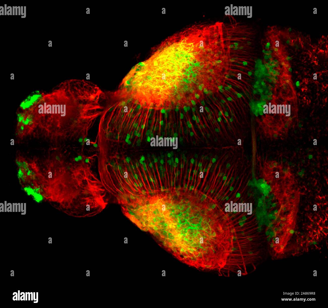 Fish embryo development hi-res stock photography and images - Alamy