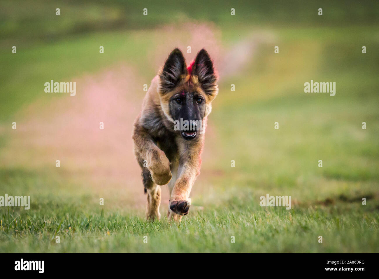 German Shepherd Dog puppy running, colorful with holi powder Stock ...