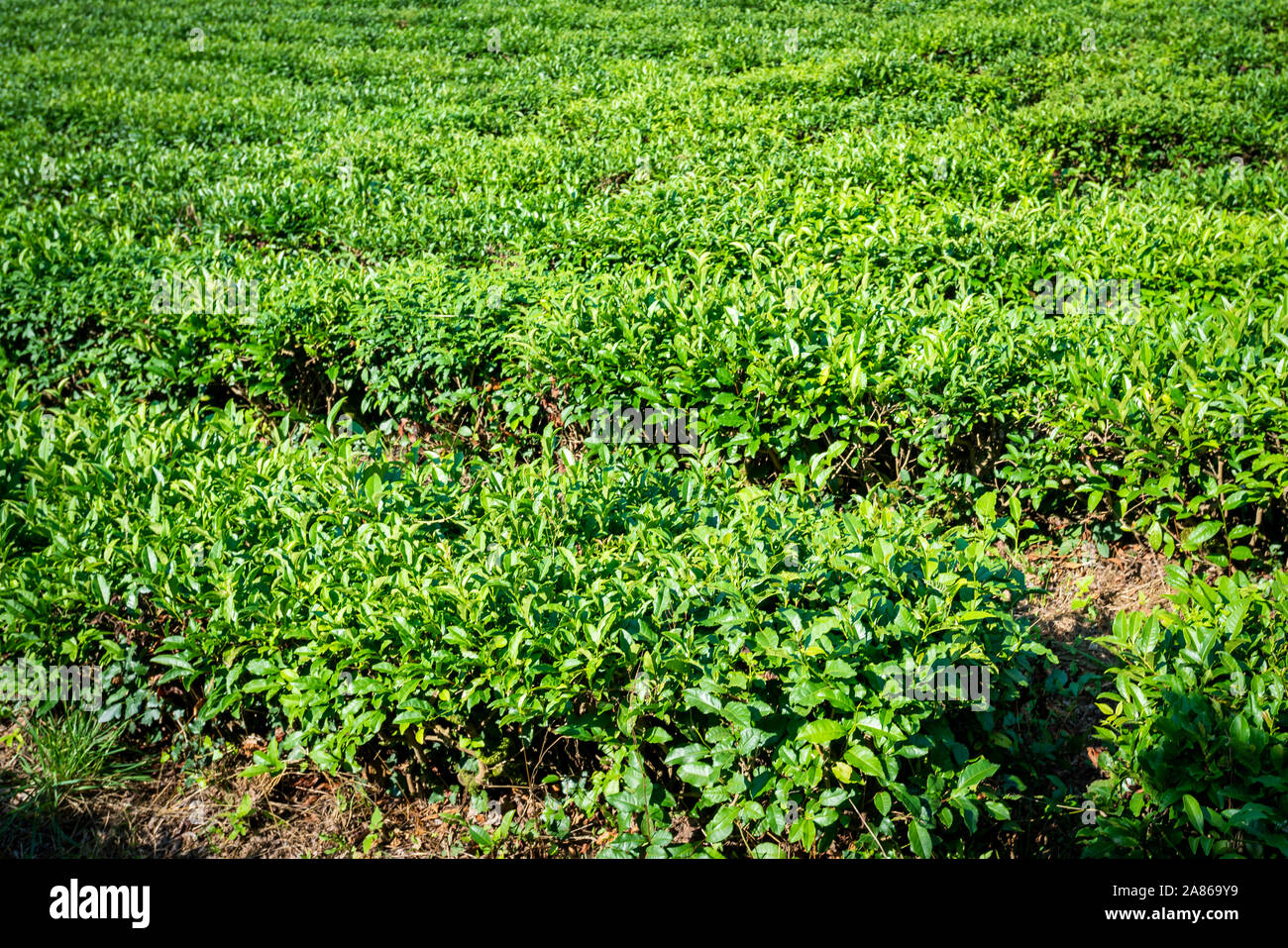 Green tea farm in spring. Tea plantation Stock Photo - Alamy