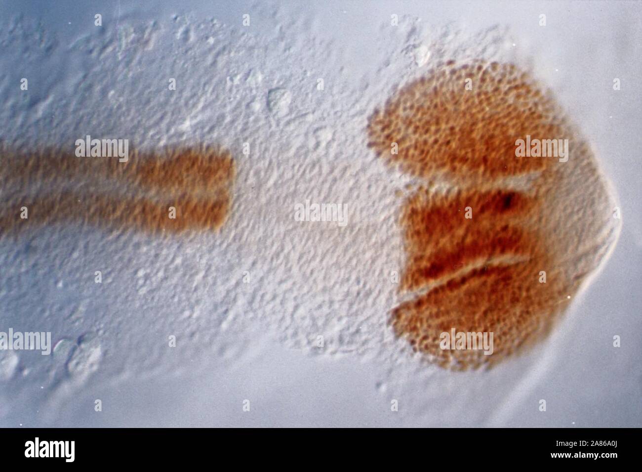 Fish embryo development hi-res stock photography and images - Alamy