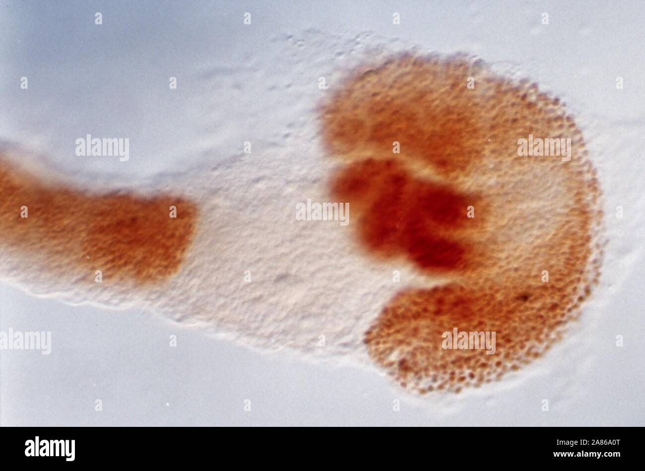 Fish embryo development hi-res stock photography and images - Alamy