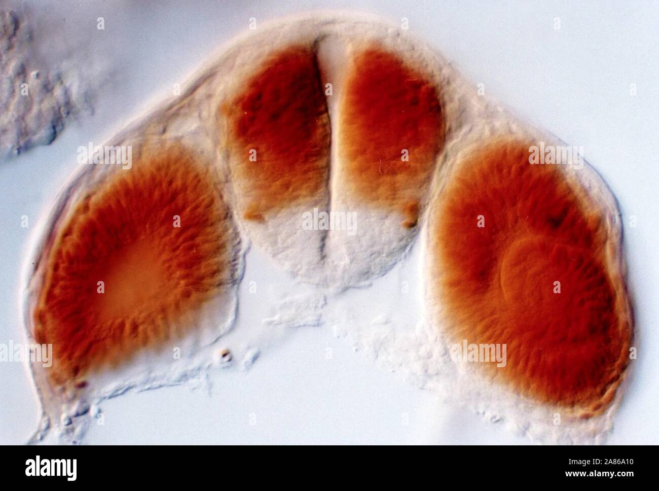 Vertebrate embryos hi-res stock photography and images - Alamy