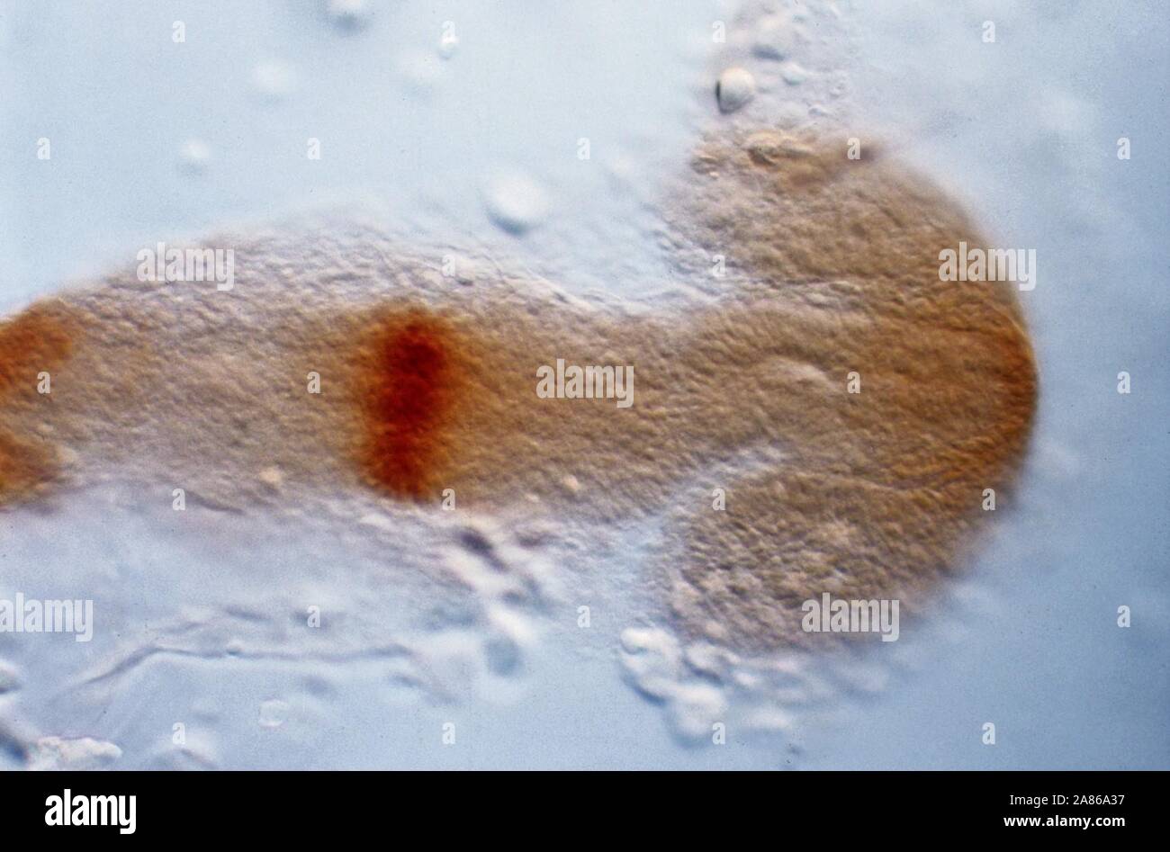 Fish embryo development hi-res stock photography and images - Alamy