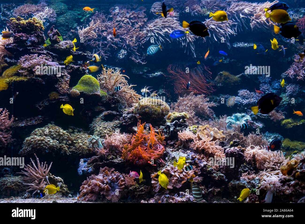 beautiful underwater world with tropical fish Stock Photo - Alamy