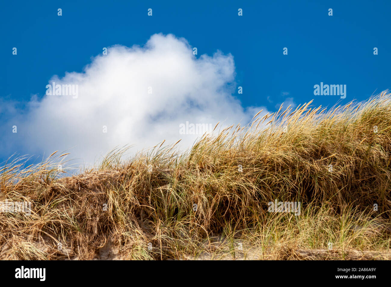 Sand dunes in the Holland desert - Europe Stock Photo - Alamy