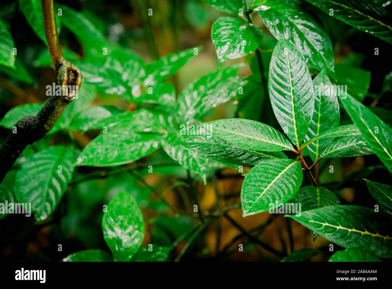 tropical green leaf. tropical rainforest Stock Photo - Alamy