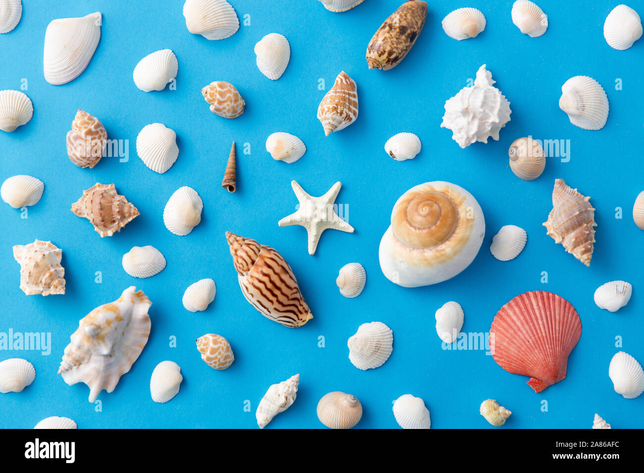 different sea shells on blue background Stock Photo - Alamy