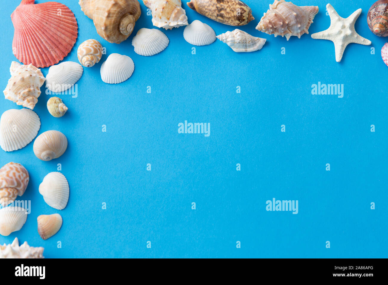 frame of different sea shells on blue background Stock Photo - Alamy
