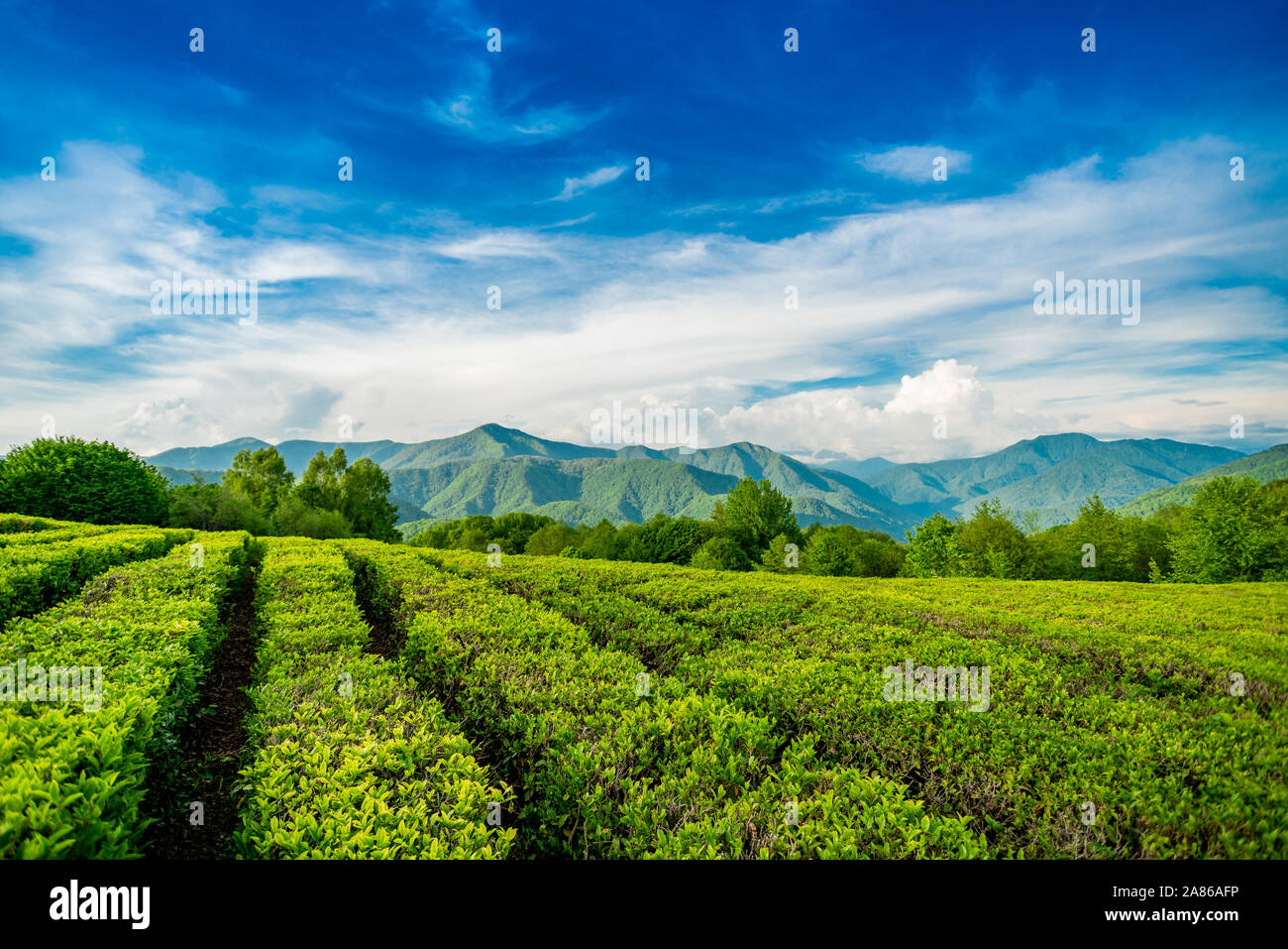 Amazing landscape view of tea plantation Stock Photo - Alamy