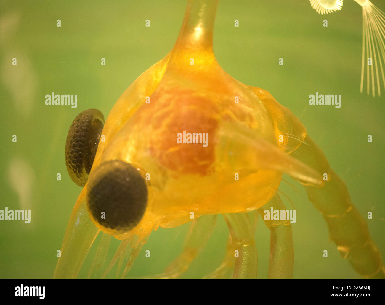 Copepods High Resolution Stock Photography and Images - Alamy