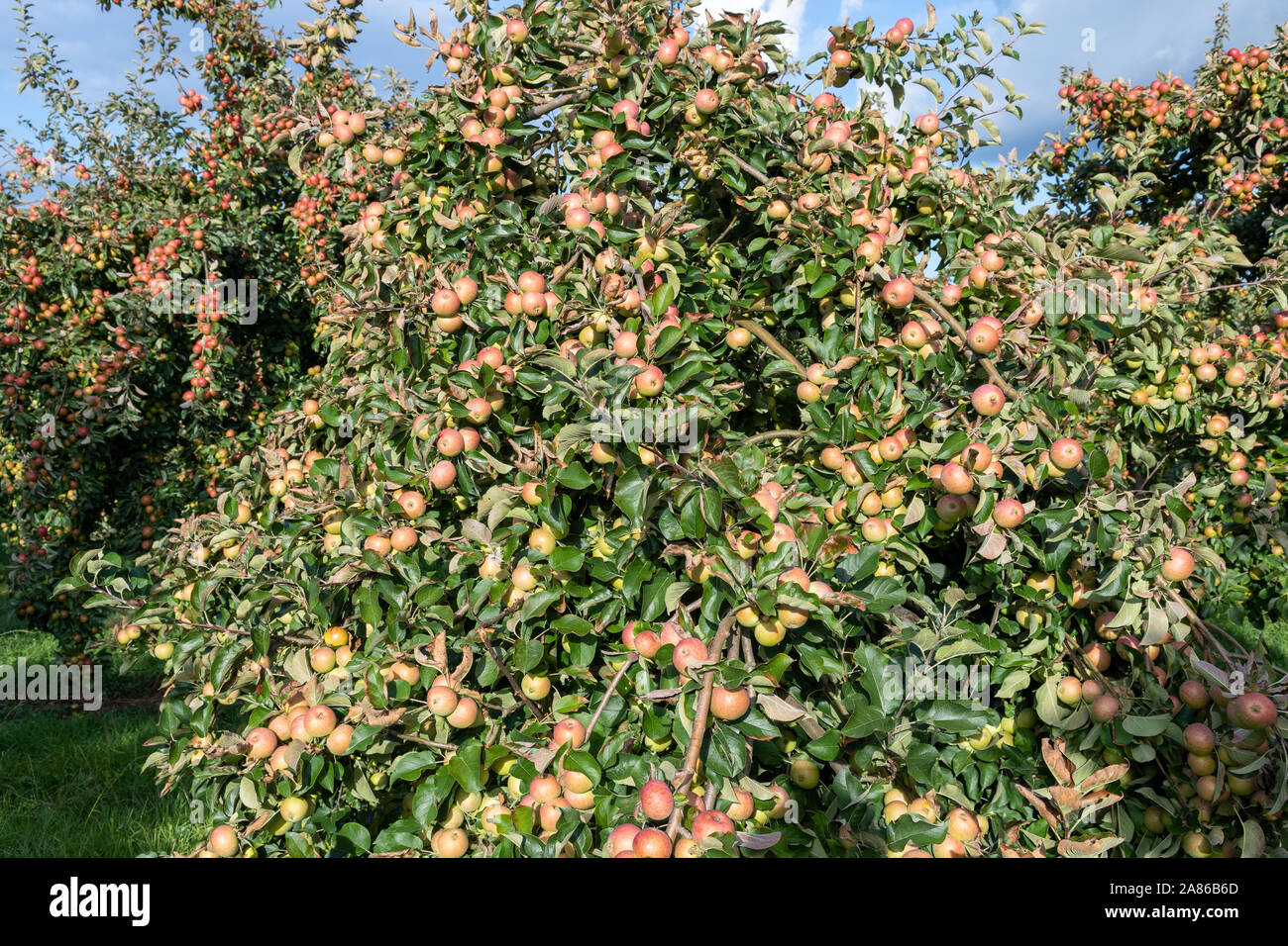 Heavy crop of Tremlett bitter cider apples on the tree in an orchard ...