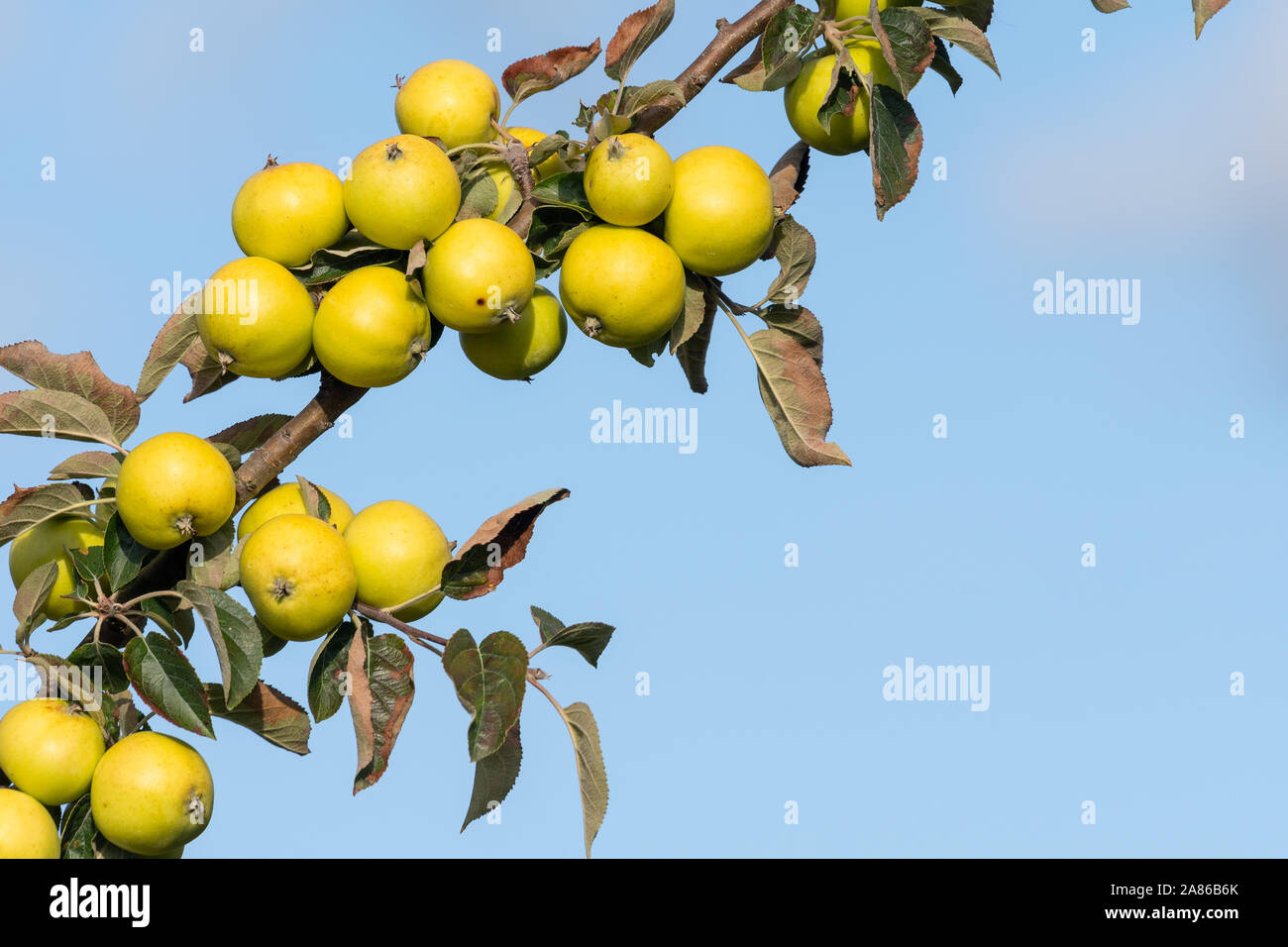Close up of a branch of cider apples on the tree Stock Photo - Alamy