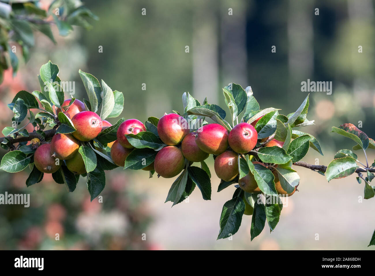 Close up of a branch of red cider apples on the tree Stock Photo - Alamy