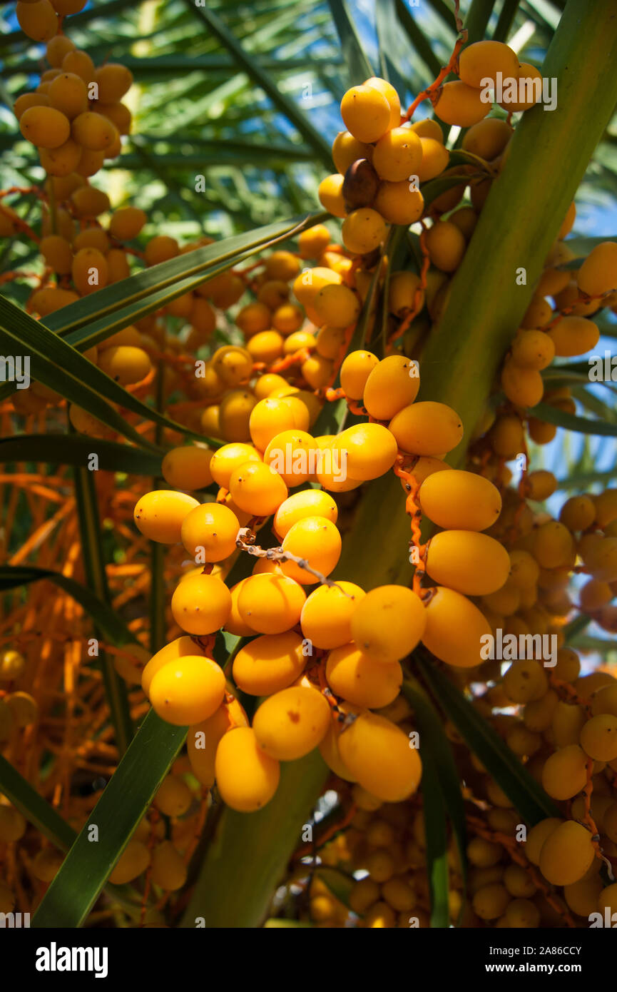 Orange Palm Fruits - Canary Date Palm Stock Photo - Alamy