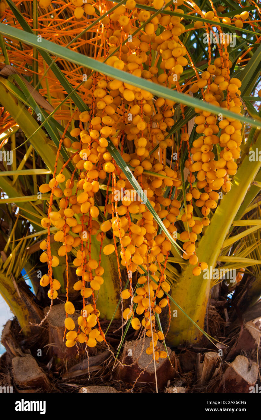 Orange Palm Fruits - Canary Date Palm Stock Photo - Alamy
