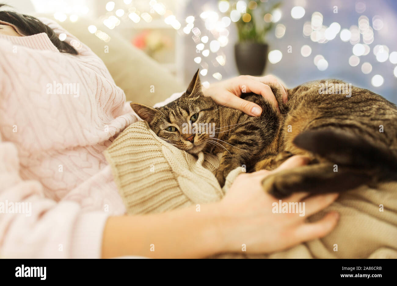 close up of owner with tabby cat in bed at home Stock Photo - Alamy