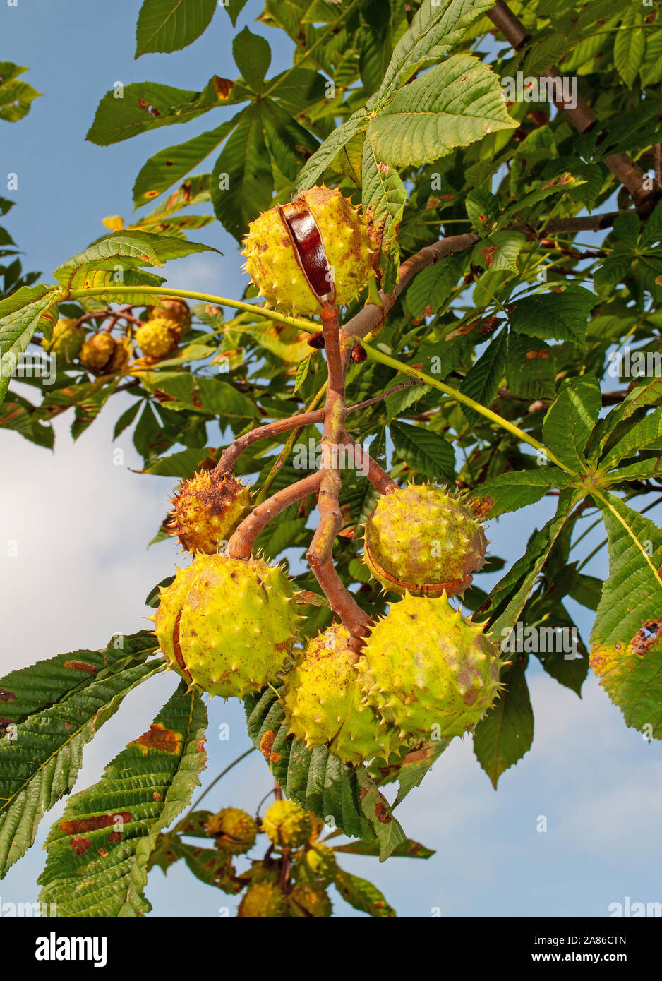 Chestnut tree with ripe fruits in autumn Stock Photo - Alamy