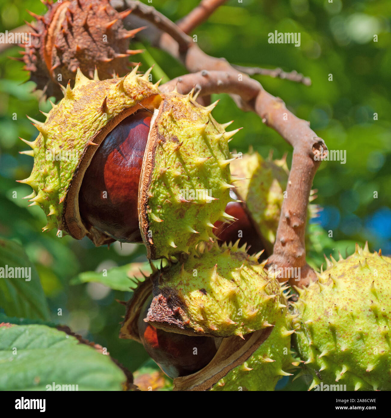 Chestnut hull hi-res stock photography and images - Alamy