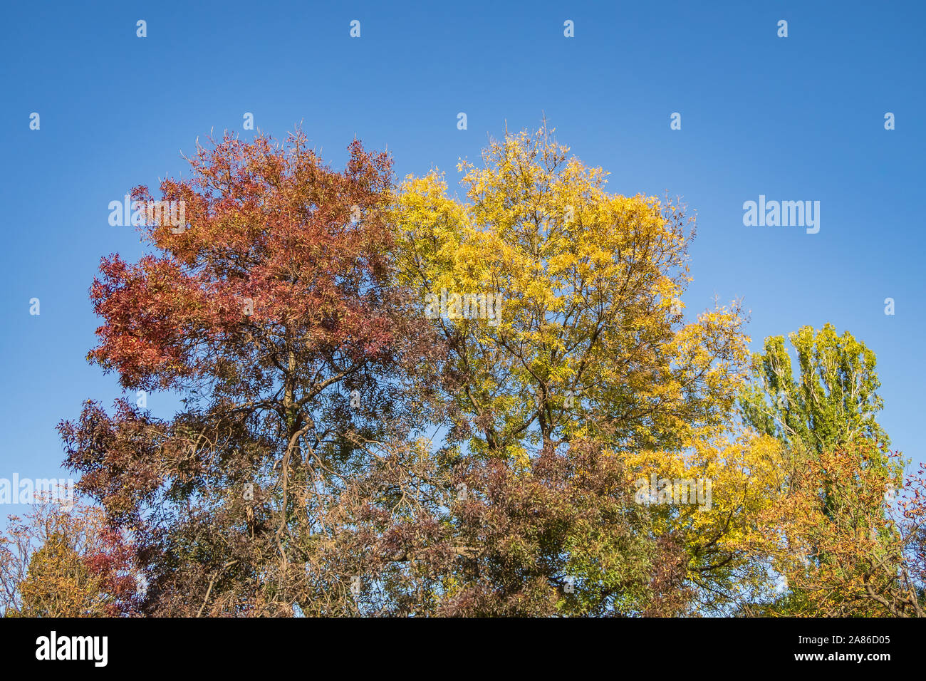 Colourful autumn trees Stock Photo - Alamy