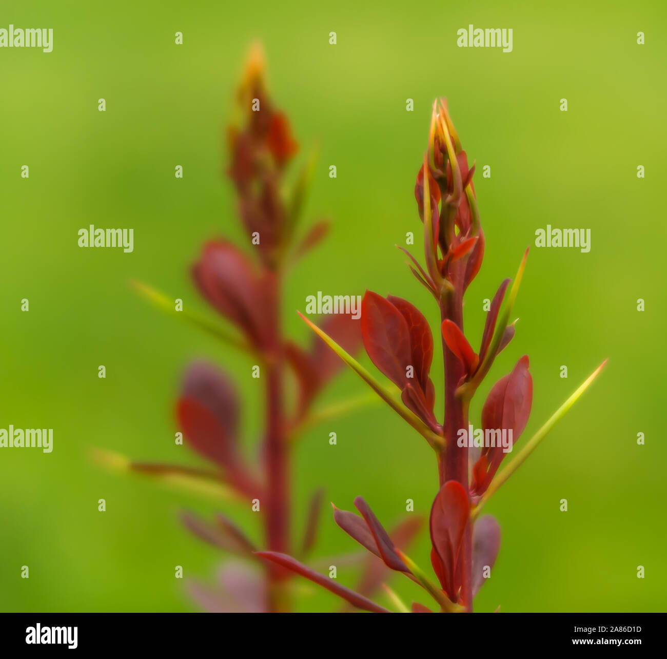 Red plants on green background Stock Photo - Alamy