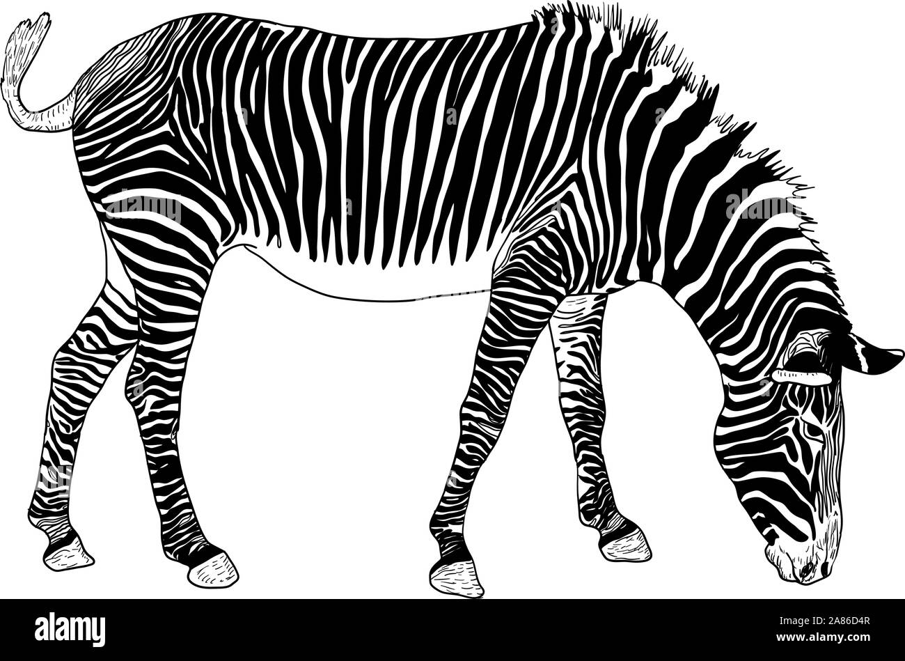Sketch african zebra on a white background Stock Vector Image & Art - Alamy