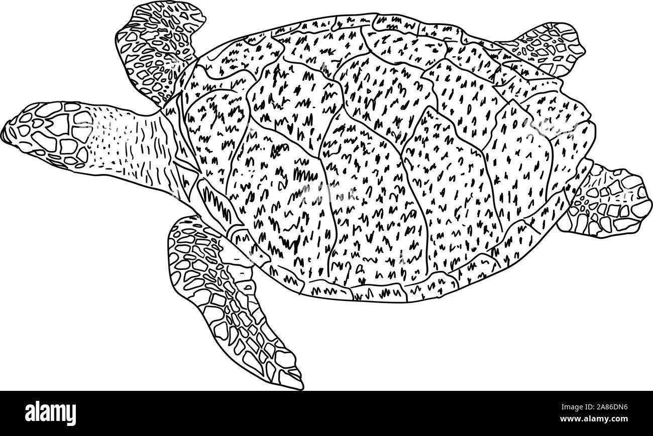 Sketch beautiful sea turtle on a white background Stock Vector Image ...