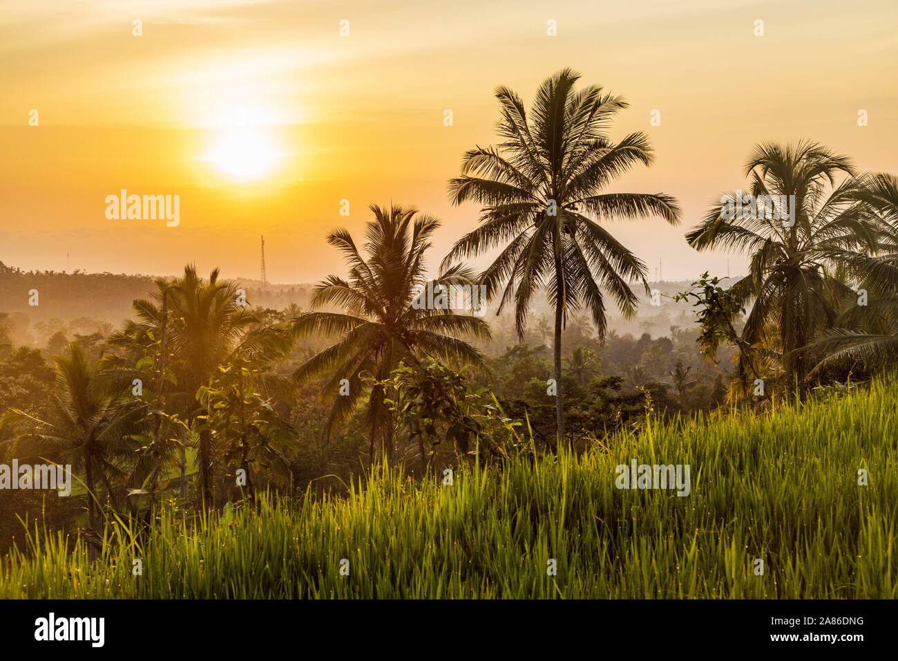 Landscape rice field palm trees hi-res stock photography and images - Alamy