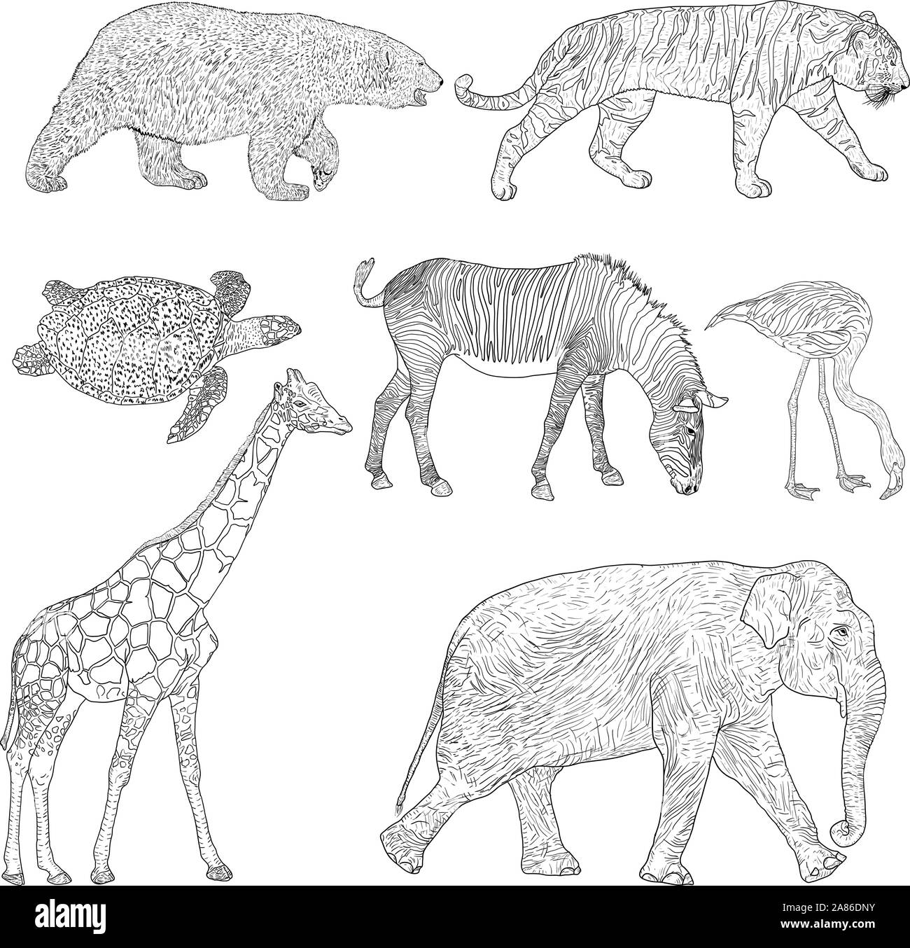 Sketch elephant bear zebra tiger giraffe turtle flamingo on a white ...