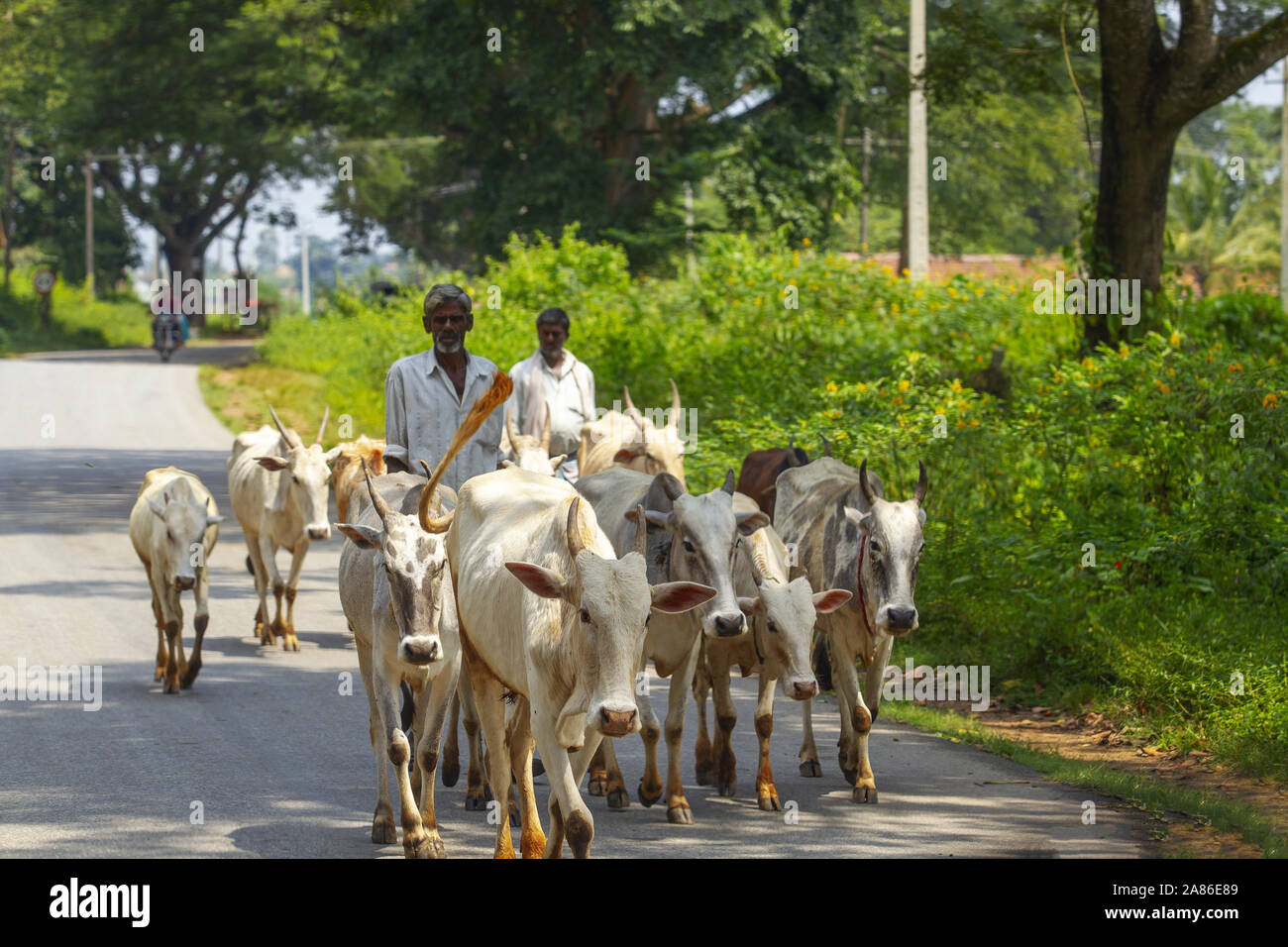 Old indian shepherd leading his cows on the road close to the entrance ...