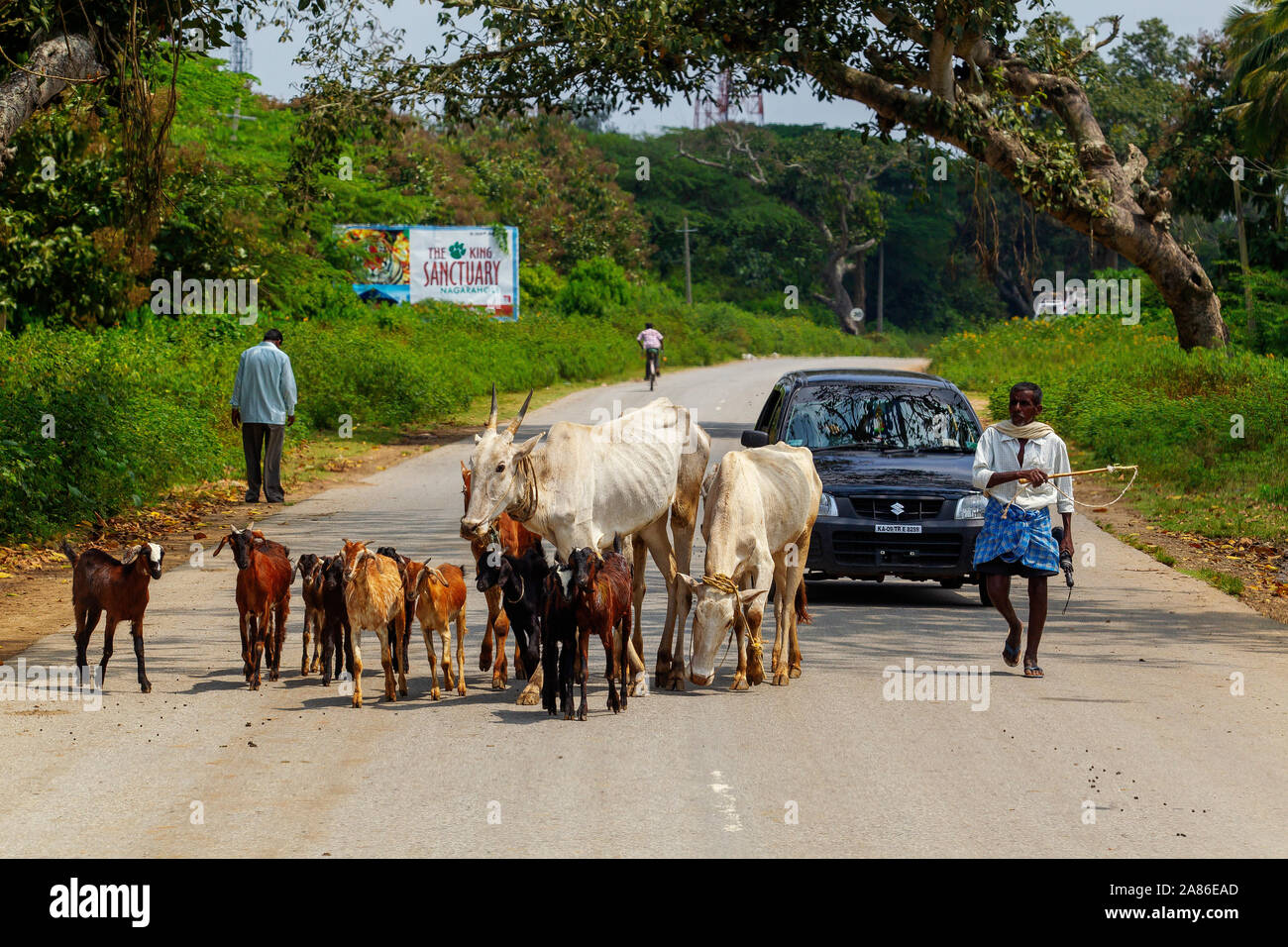 Old indian shepherd leading his sheep on the road close to the entrance ...